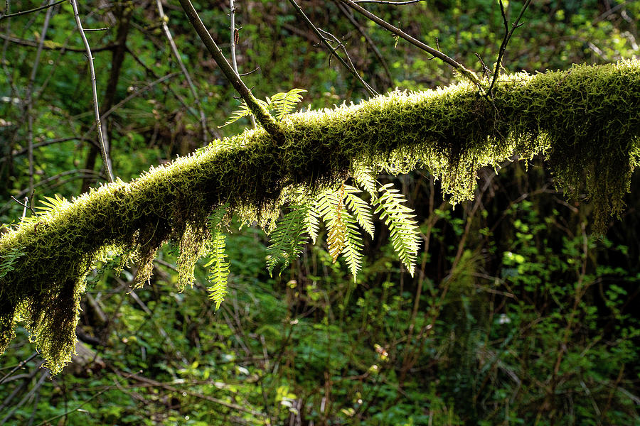 Moss and Fern Covered Tree Photograph by Varma Penumetcha | Pixels Moss and Fern Covered Tree Photograph by Varma Penumetcha | Pixels