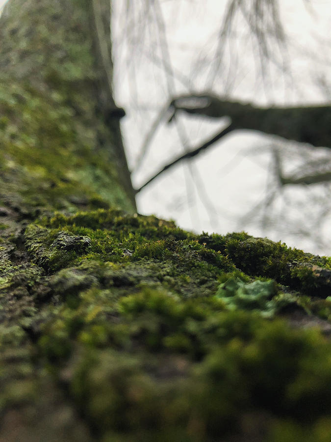 Moss Photograph by Tabitha Douglas - Fine Art America