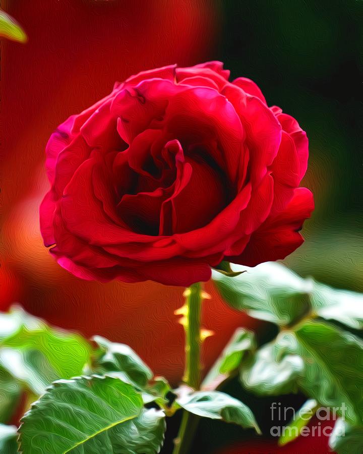 Most Beautiful Red Rose Photograph by Ron Gross - Fine Art America
