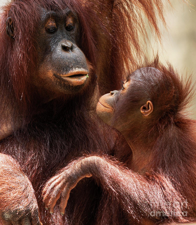 Mother and baby orangutan looking into each others yes lovingly ...