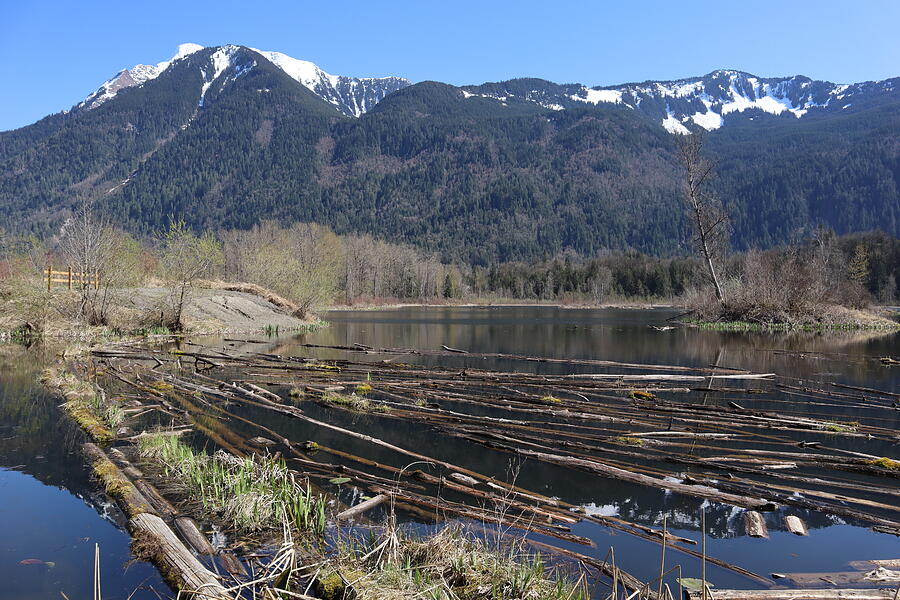 Mount Cheam Wetlands Viewpoint Photograph by Ian McAdie - Fine Art America