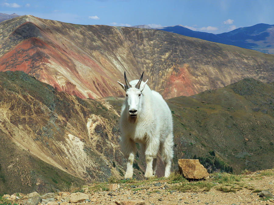 Mountain Goat Photograph by Robert Massey - Pixels