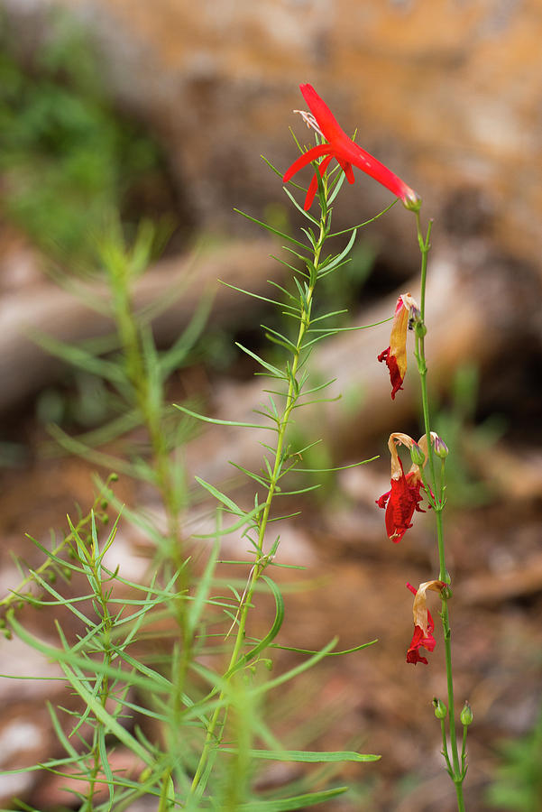 Mountain Ruby Photograph by David Finlayson - Fine Art America