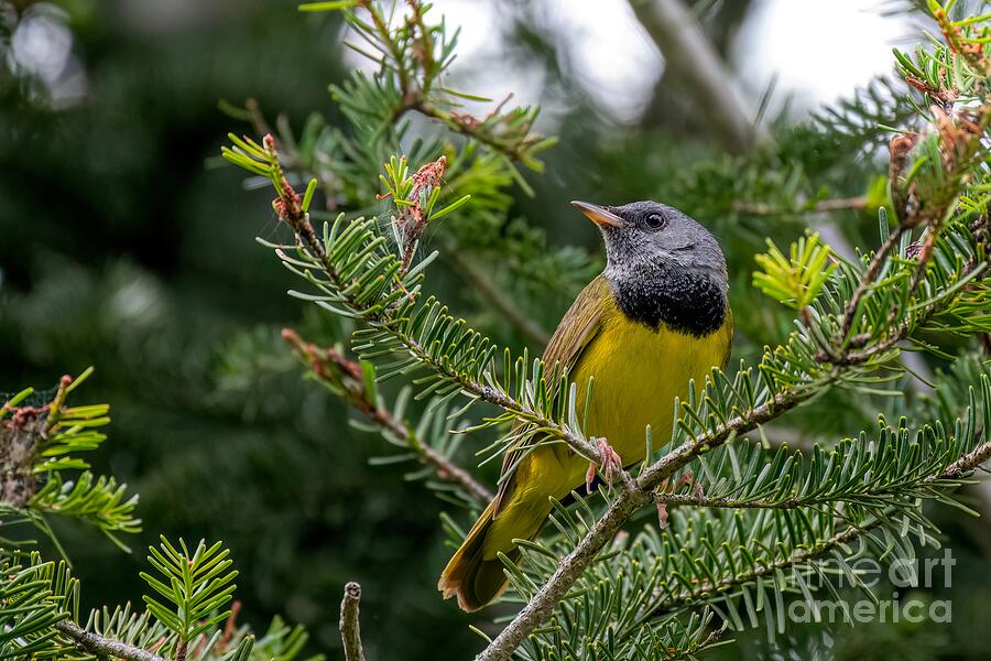 Mourning Warbler Photograph by Jennifer Jenson - Fine Art America