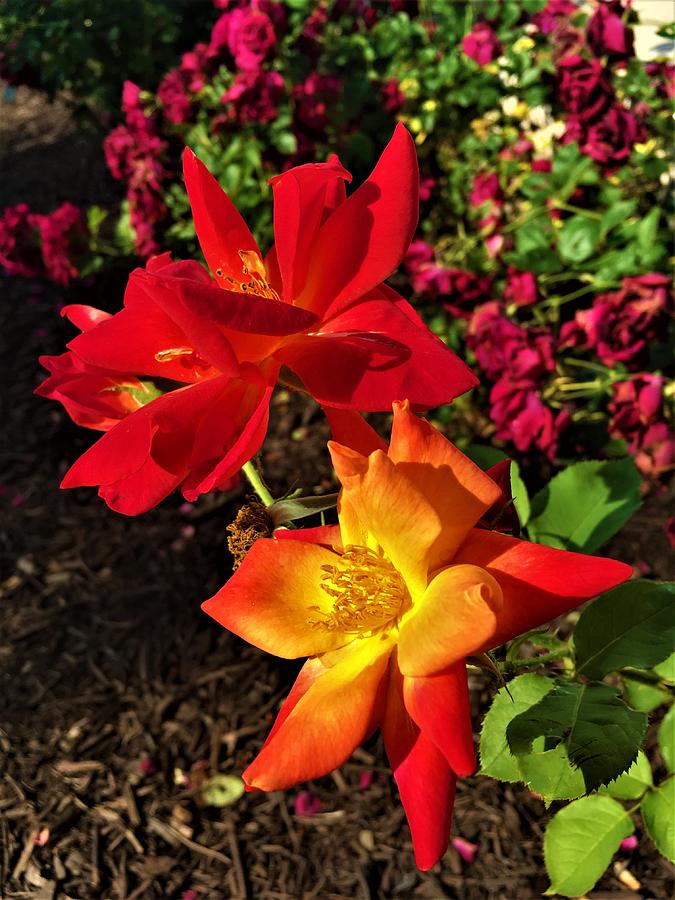 Multi-colored roses Photograph by Thomas Brewster - Pixels