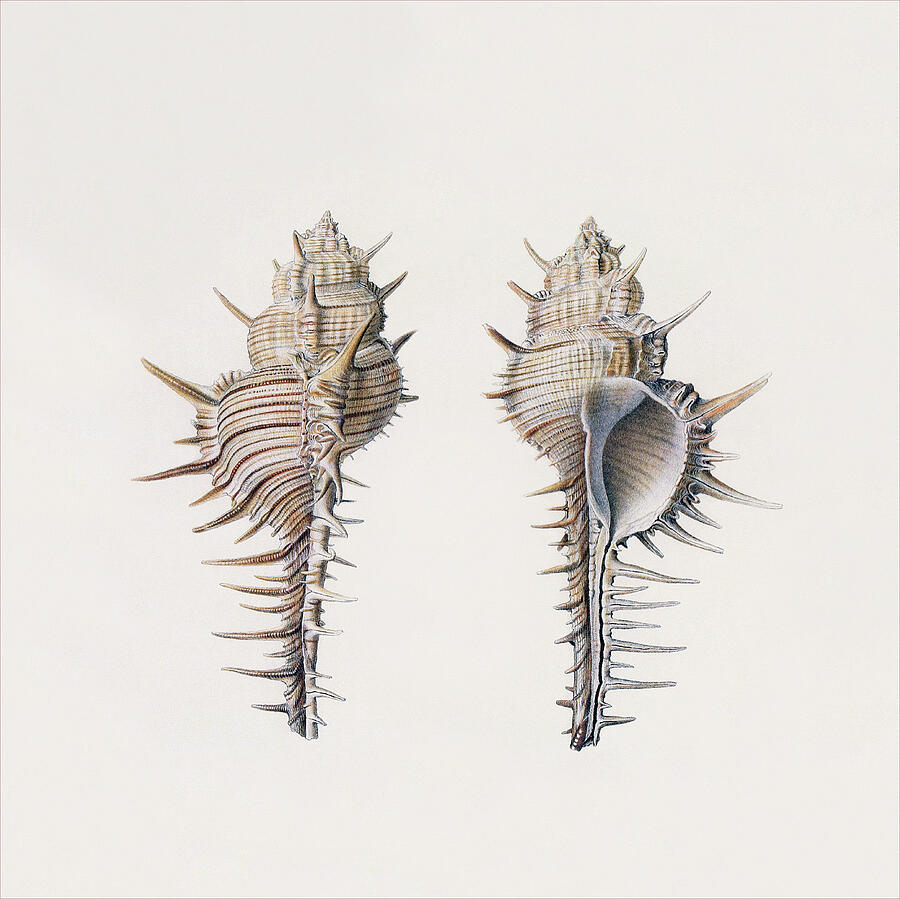 Murex Drawing by C E Lischke - Fine Art America