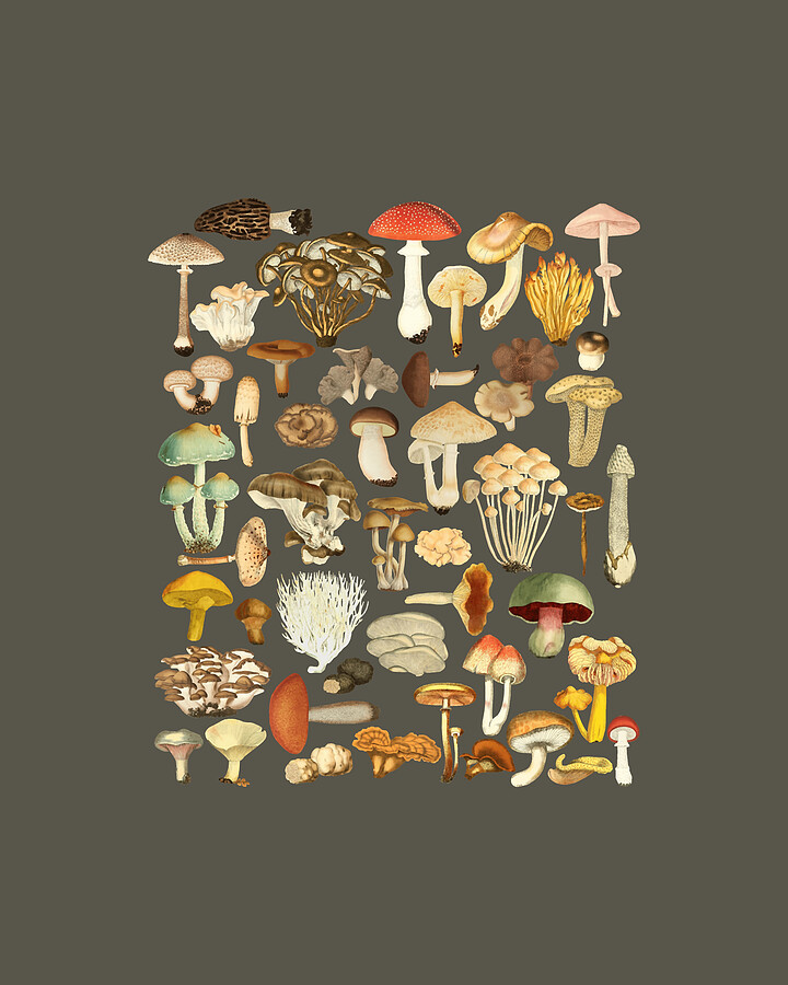 Mushroom Lover Botanical Fungi Plants Morel Psychedelic Mushroom Forager Mushroom Gift Digital ...