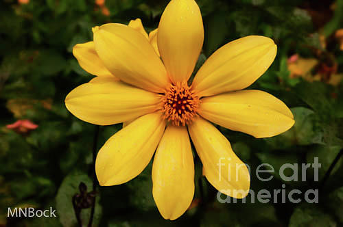 My flower Photograph by Michael Bock - Fine Art America
