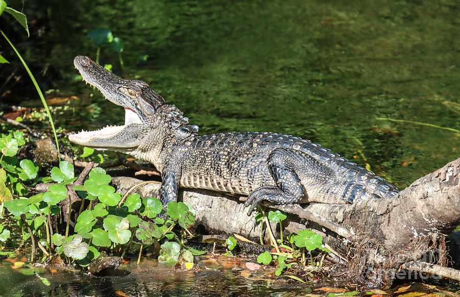 My Funny Alligator Photograph by Cathy Johnson - Fine Art America