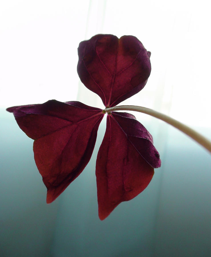 My Purple Oxalis Triangularis Photograph by Simone Shannon - Pixels