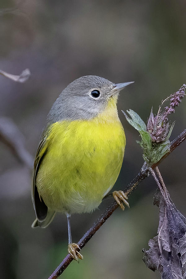 Nashville in November Photograph by Nick DiGennaro | Fine Art America