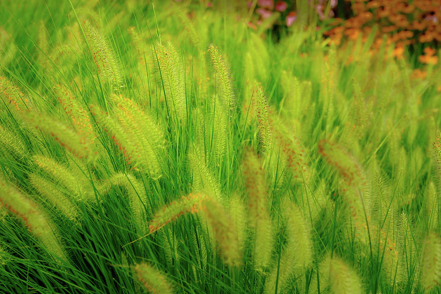 Native Grasses Photograph By Rich Fiddelke Fine Art America