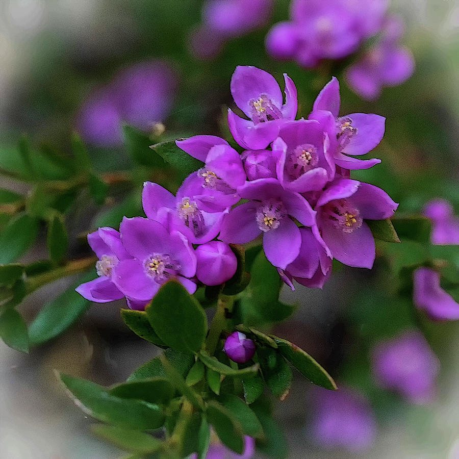 Native Rose Photograph by Bette Devine - Fine Art America