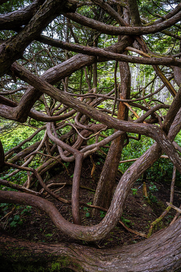 Natural Curves Photograph by Bill Cubitt - Fine Art America