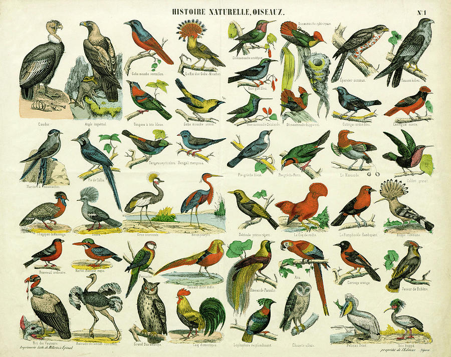Natural History Many Birds Poster Drawing by Mark White - Fine Art America