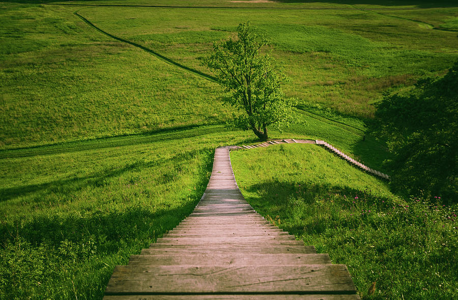 Nature Stairs Photograph by Martin Pupkov - Fine Art America