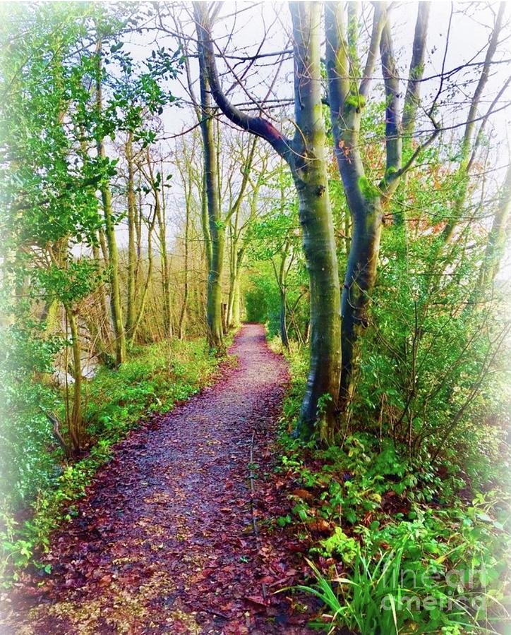 Natures Pathway Photograph by Tony Williams | Pixels