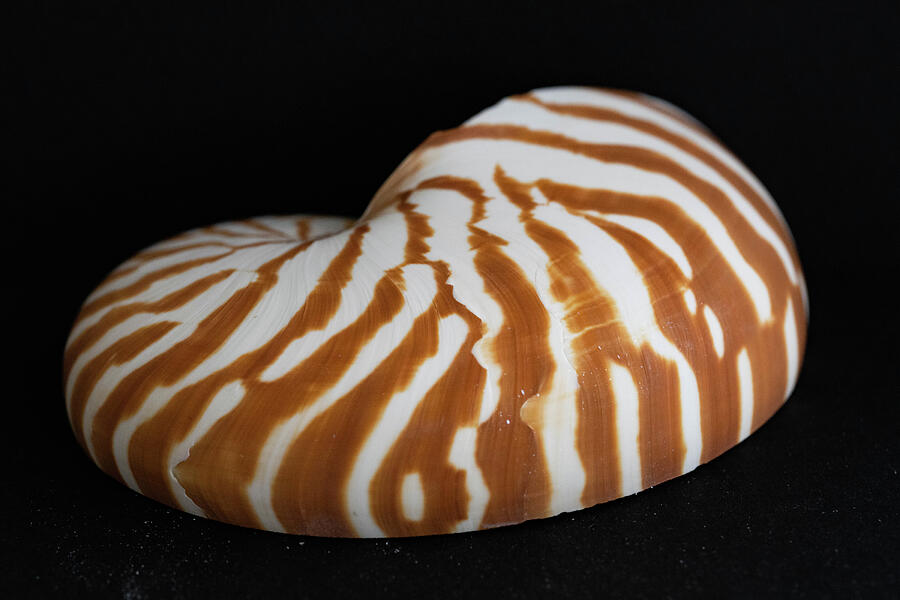 Nautilus Shell Macro v1 Photograph by Lorraine Palumbo - Pixels Nautilus Shell Macro v1 Photograph by Lorraine Palumbo - Pixels