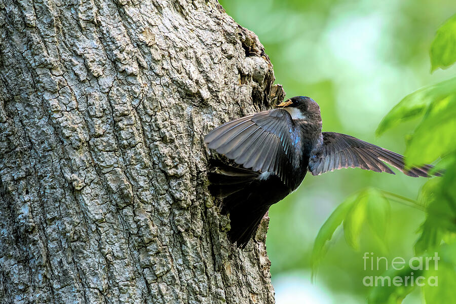Nesting Tree Swallow Photograph by Jennifer Jenson | Pixels