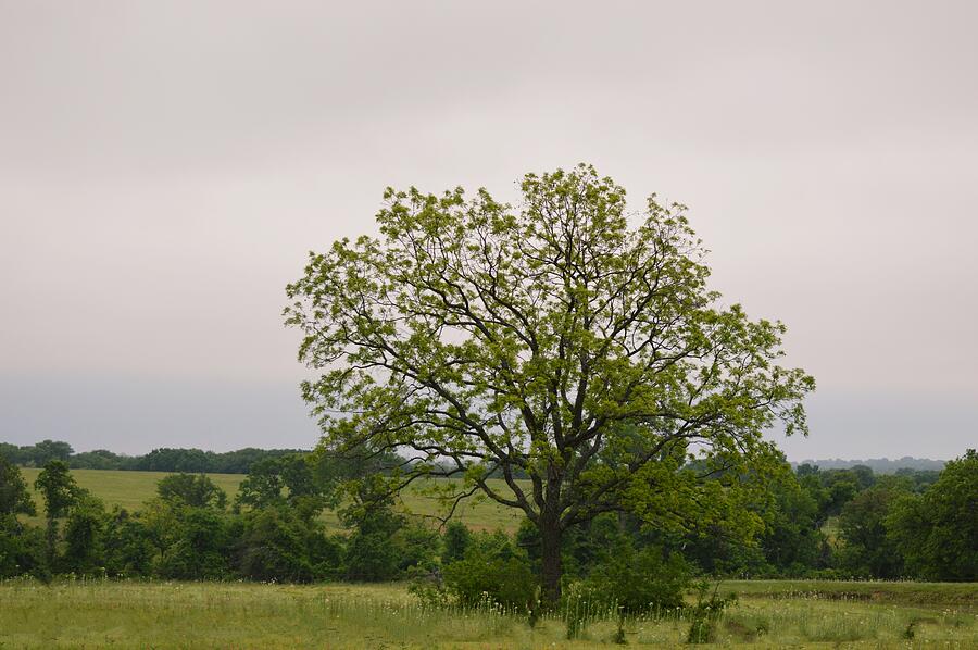 New Spring Leaf Growth on Oak Tree Photograph by Gaby Ethington - Fine ...