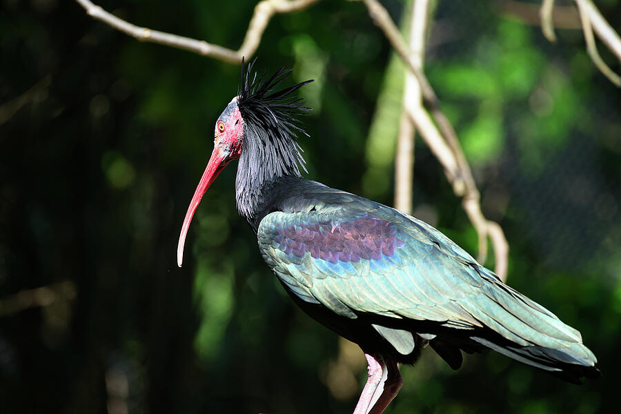 Nice Do Photograph by DK Barker - Fine Art America