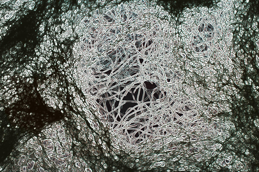 Night Forest Photograph by Bill Ardern - Fine Art America