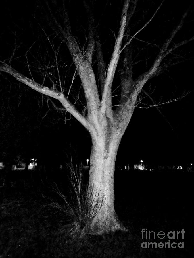 Night Time Tree Photograph by Fearless Fox - Fine Art America