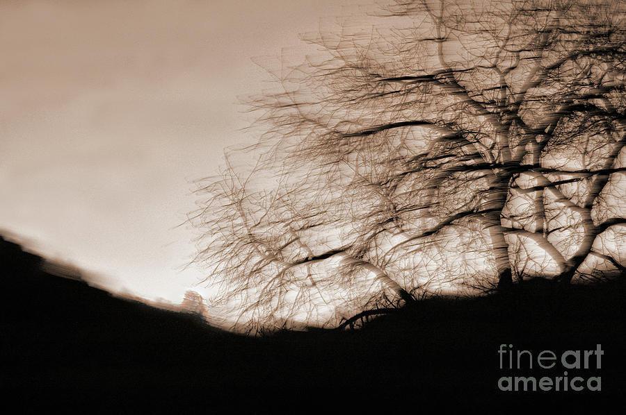 Night Tree Sepia Photograph By Michael Ziegler Fine Art America