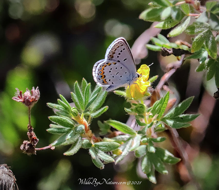 Northern Blue Butterfly Digital Art by David Gerald Wilde Wilde - Pixels
