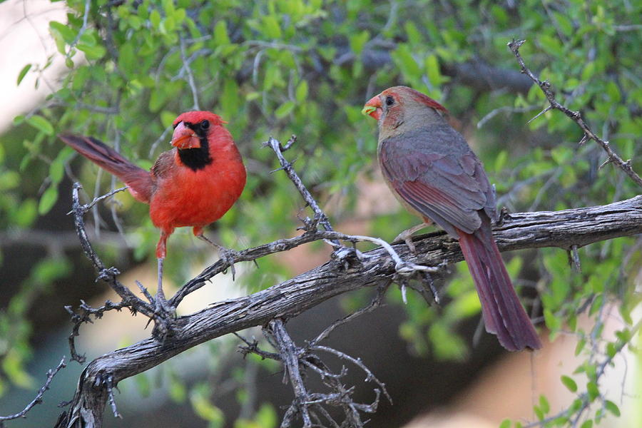 Northern Cardinal Pair Photograph by Monica Donaldson Stewart - Pixels