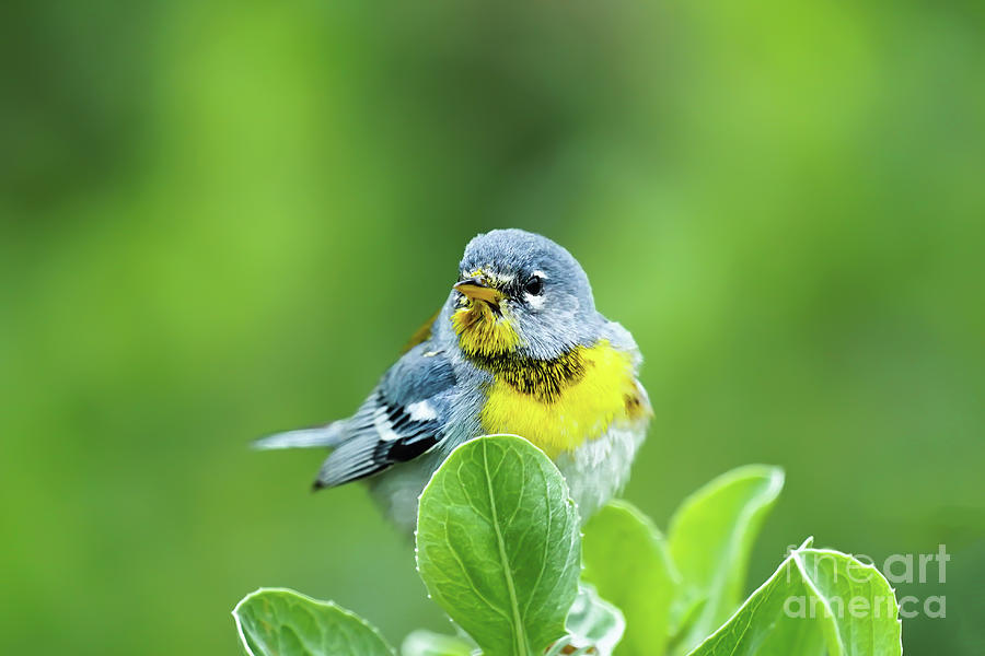 Northern Parula Closeup Photograph by Cathy Cook - Fine Art America