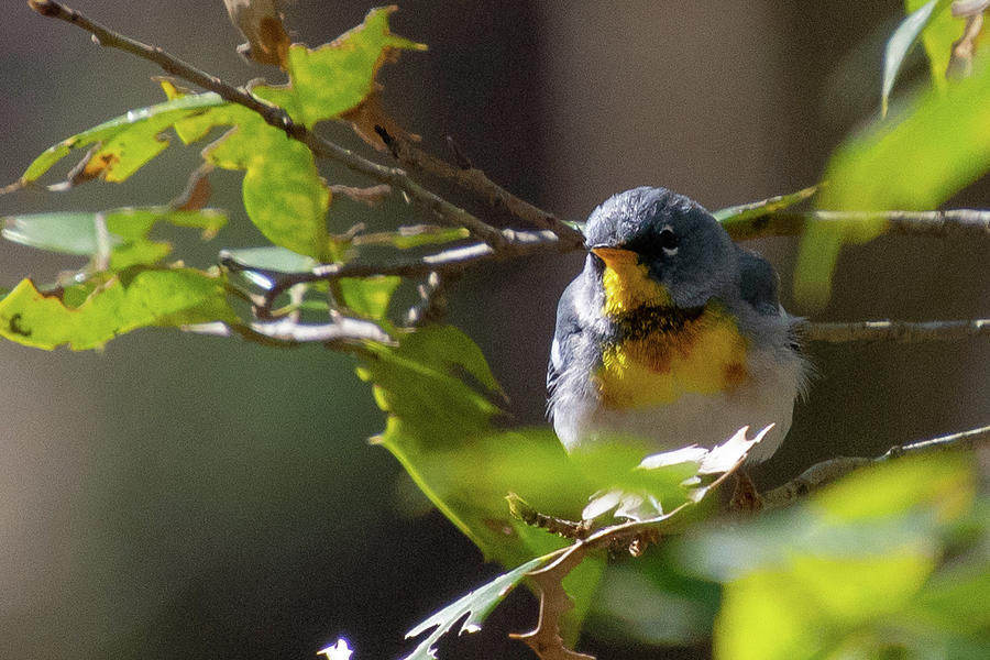 Northern Parula in the Sunlight Photograph by Cascade Colors | Fine Art ...