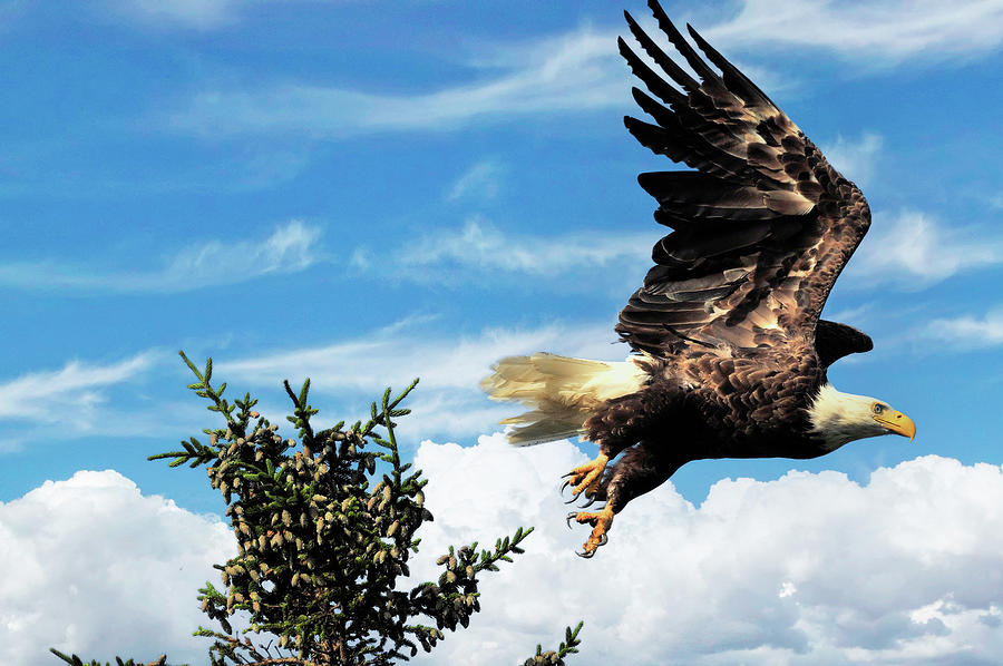Nth American Bald Eagle 2 Photograph by Robert Libby - Fine Art America