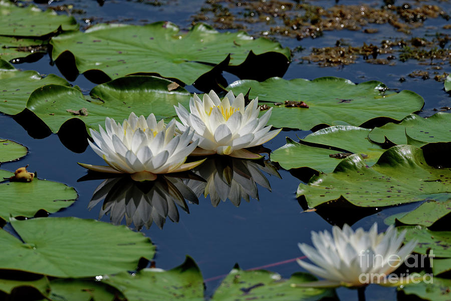 Nymphaea odorata Photograph by Paul Mashburn | Fine Art America