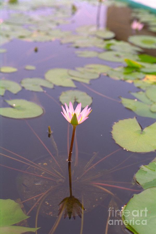Nymphaea Sp Pink Water Lily Photograph By Cheryl Ann Meola Fine
