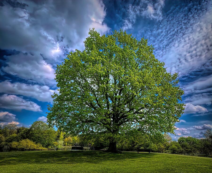 Oak Tree Spring Photograph by Mo Barton - Fine Art America