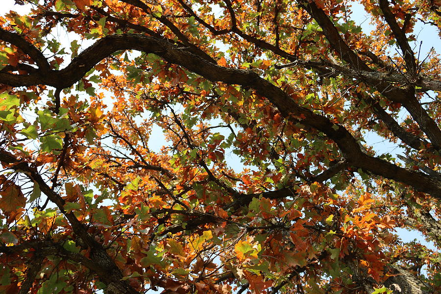 Oak Tree with Fall Canopy Photograph by James S | Fine Art America