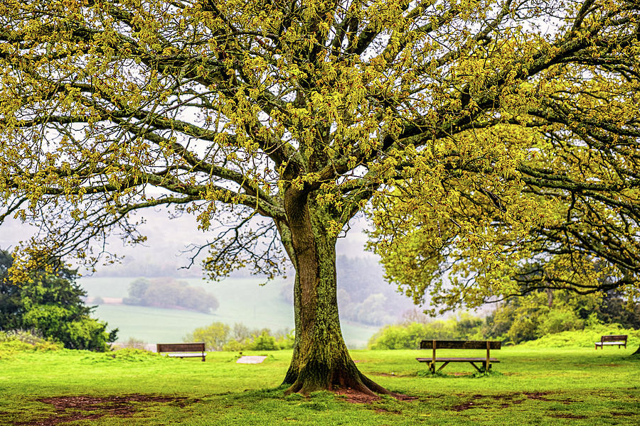Oak tree with spring buds Photograph by Saabato Art - Pixels