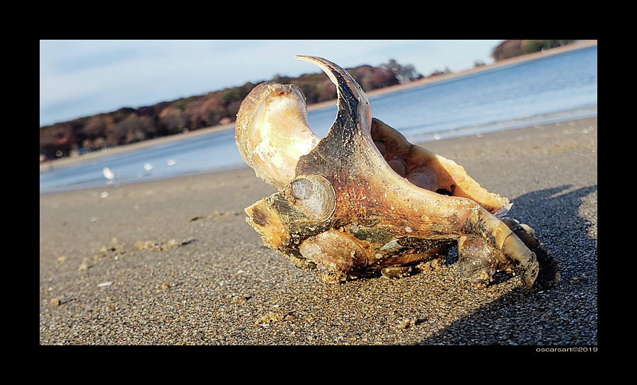 OB Shell Photograph by Oscar Rivera - Fine Art America
