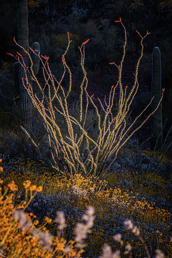 Ocotillo in Bloom Photograph by Linda Unger - Fine Art America