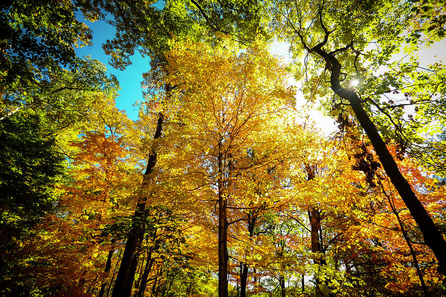 October Color Photograph by Nathan Petosky - Fine Art America