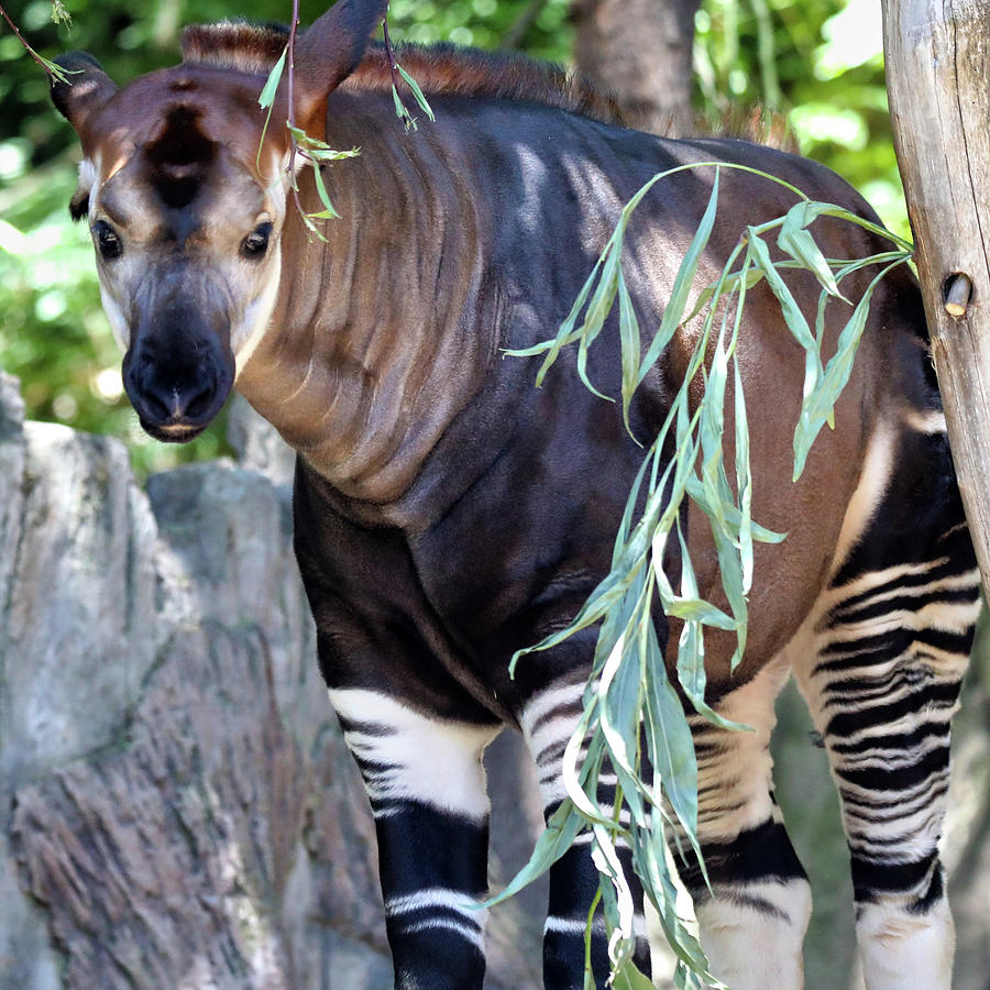 Okapi Photograph by Mitch Cat | Fine Art America