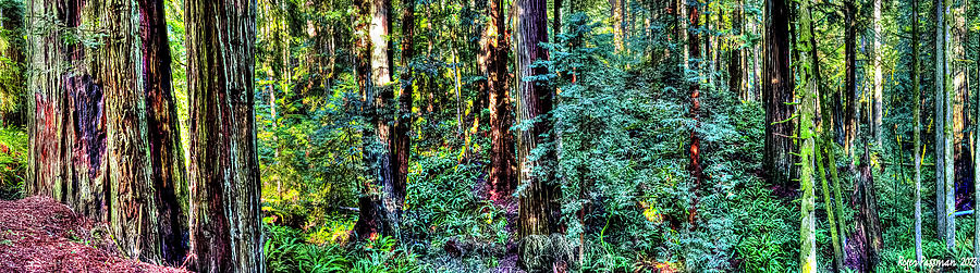 Old Growth Coastal Redwood Forest Photograph by Roger Passman - Pixels