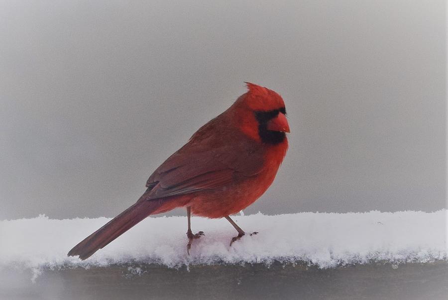 Older Male Cardinal looking out on snowy deck Photograph by Suzanne ...