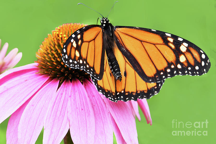 Open Winged Monarch On Purple Coneflower Photograph By Regina Geoghan Pixels