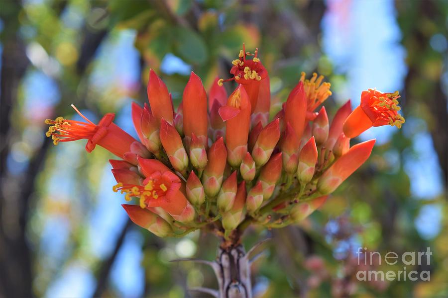 Opulent Ocotillo Blooms Photograph by Janet Marie - Fine Art America