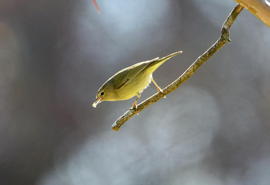 Orange Crowned Warbler-4164 Photograph by Keith Johnson - Fine Art America