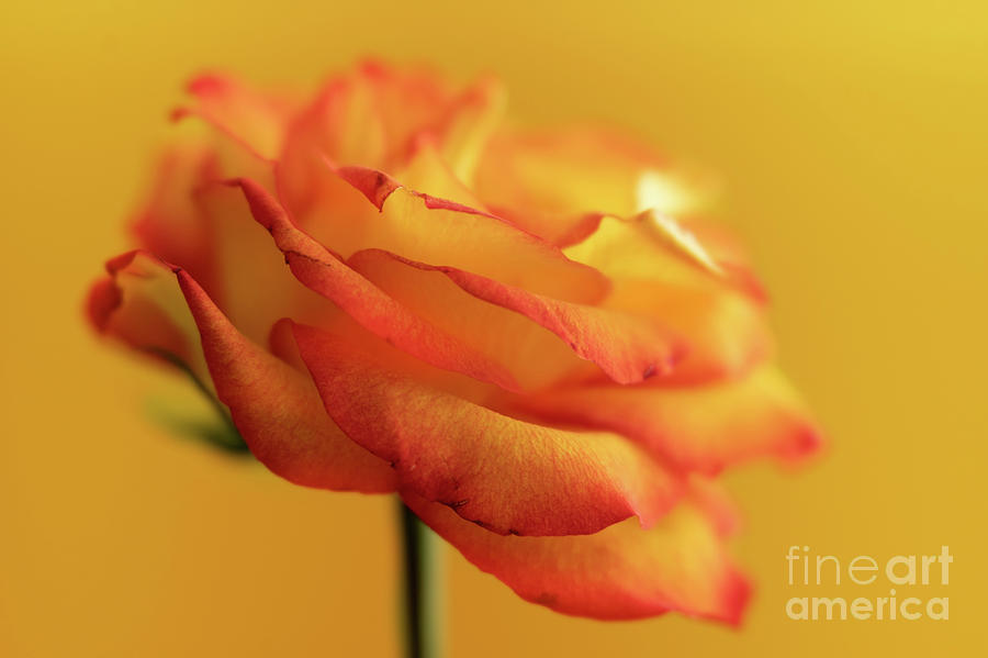 Orange Rose Photograph By Shannon Moseley Fine Art America