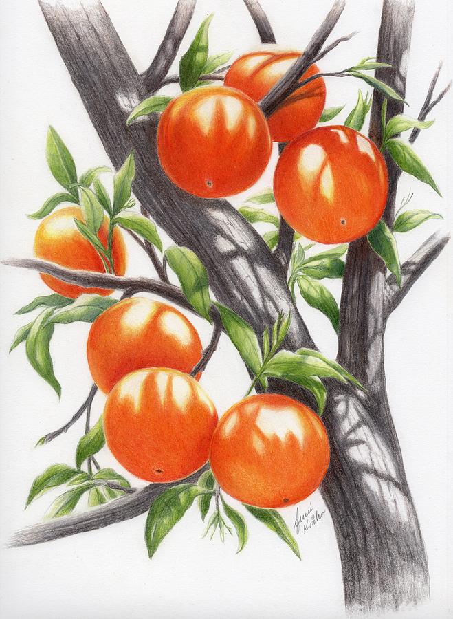 Orange Tree Drawing by Anni Kraka - Fine Art America