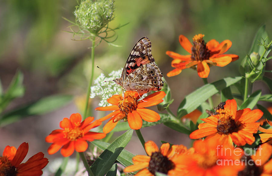 Orange You Glad It's Fall Photograph by Karen Adams - Fine Art America